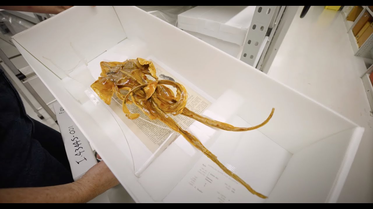Australian Museum: What is Ichthyology?
