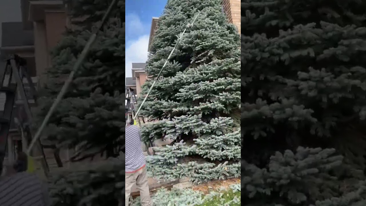 Trimming a huge Colorado Spruce ( Project #1)