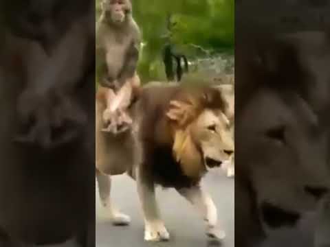 Monkey sitting on lion Meme Template #shorts #viral
