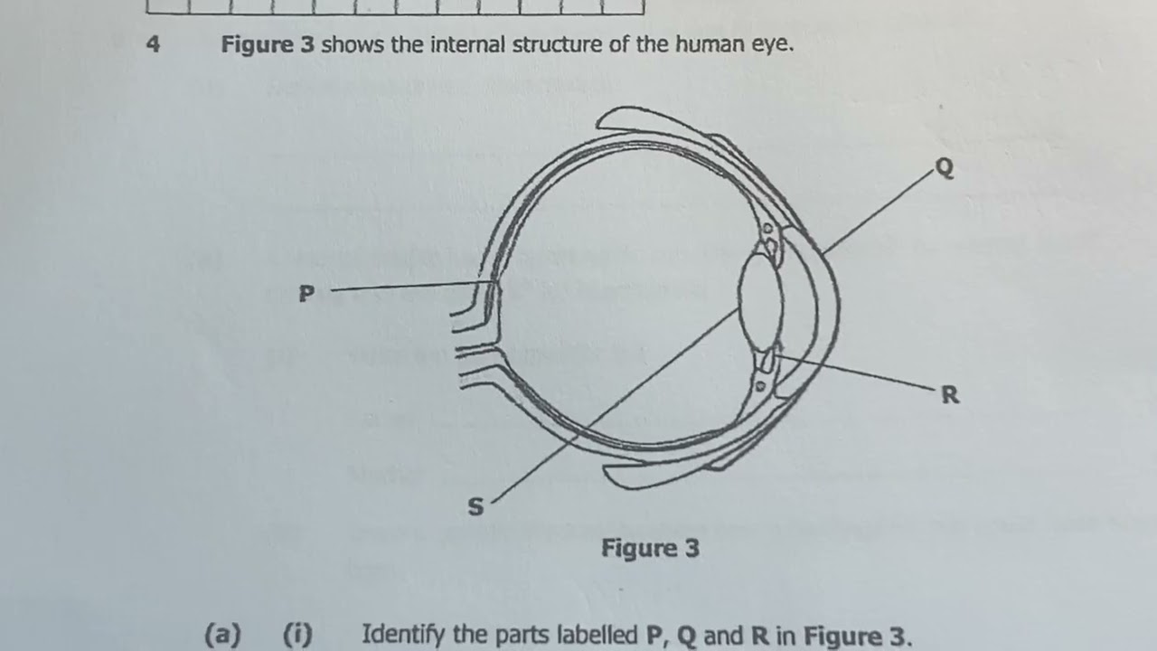 G12 BIOLOGY P2 2025 FULL PAPER // WELL EXPLAINED