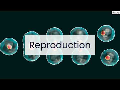 Variation and Modes of Asexual Reproduction Video Lecture - Basic ...