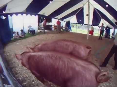 Pigs at fair | medeleted