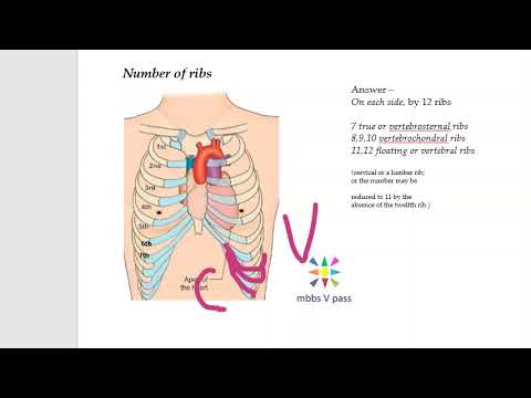Anatomy Throax Number of ribs types true floating extra cervical missing