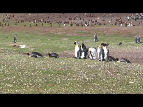 King penguin rookery, Volunteer Point Falkland Islands