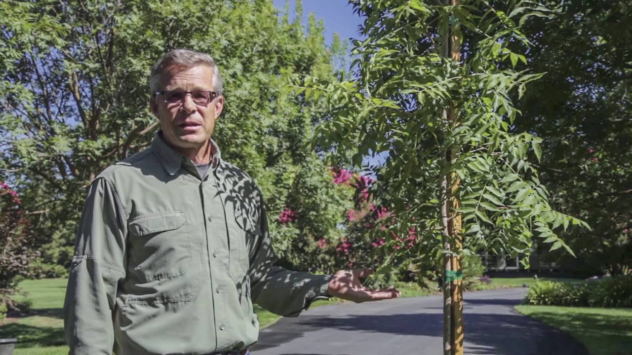 Chinese Pistache - Trees 101