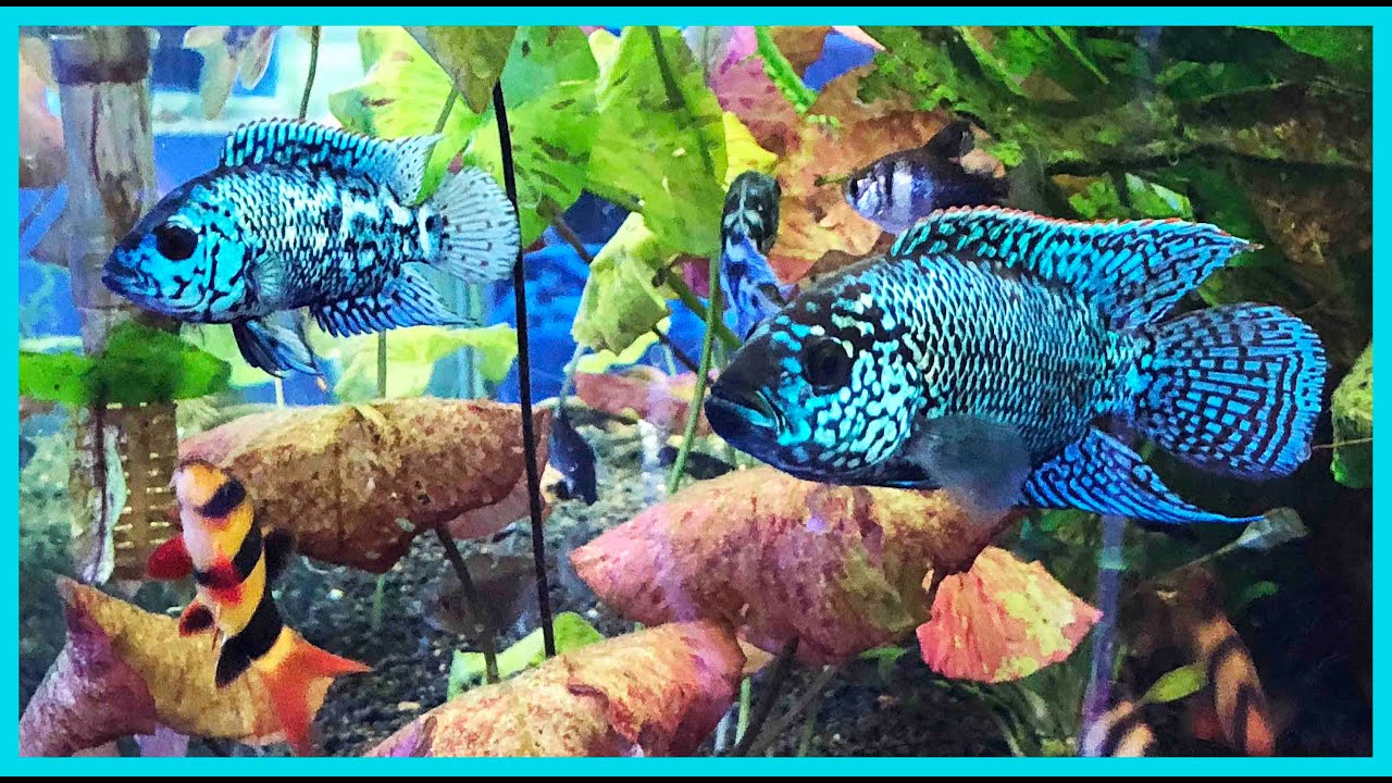 Amazing Display Tank! -Electric Blue Jack Dempseys, & Aquascaped!
