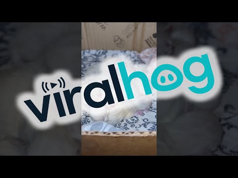 Sleeping Pile of Newborn Kittens || ViralHog