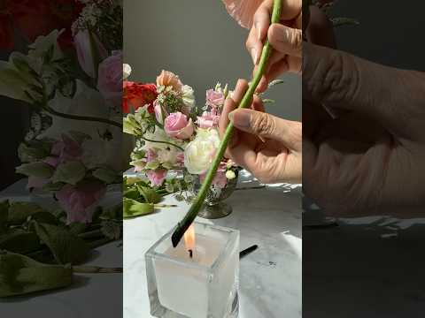 Burn poppy stems before putting them in water. Sealing their sap keeps them hydrated and last longer