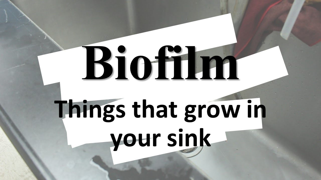 Your Sink Under Microscope--Biofilm