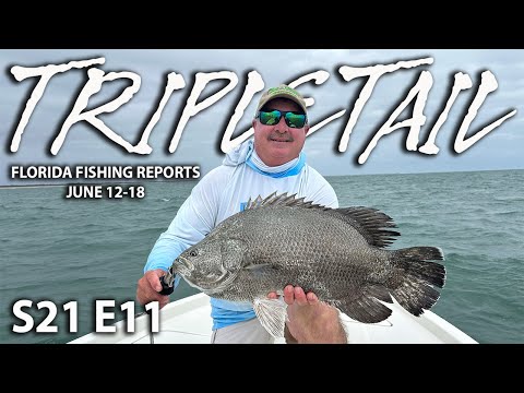 Florida Tripletail & Fishing Reports June 12-18