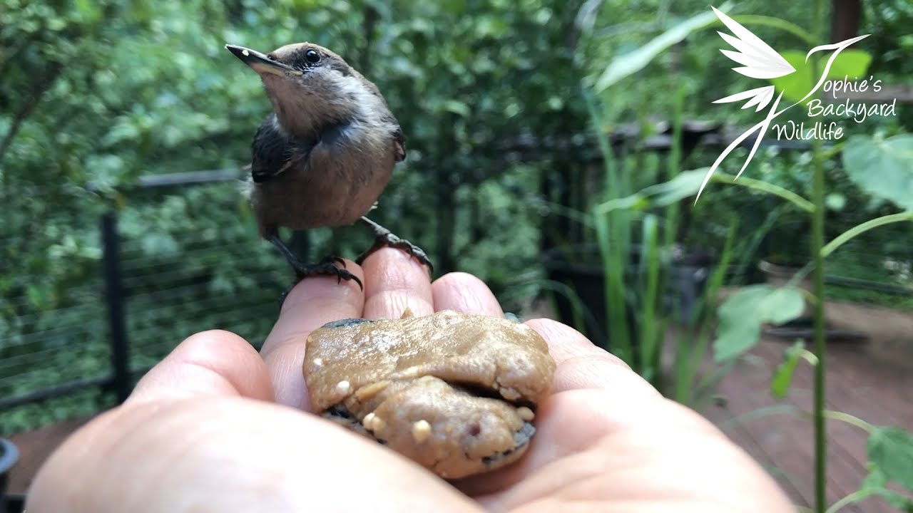 Baby brown-headed nuthatch hides from hawk