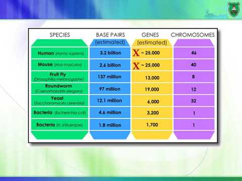 BioM04 Molecular Biology 2020 2021 The human genome
