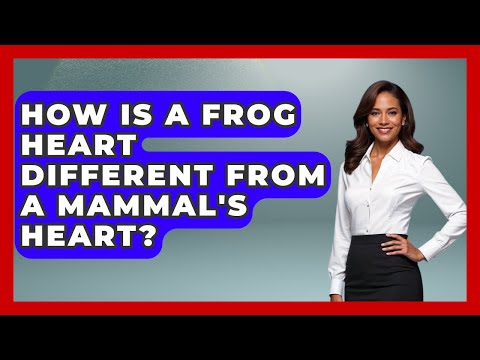 How Is A Frog Heart Different From A Mammal's Heart? - Reptilian Wonders