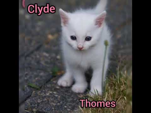 Male Cat Names 46 Top Names