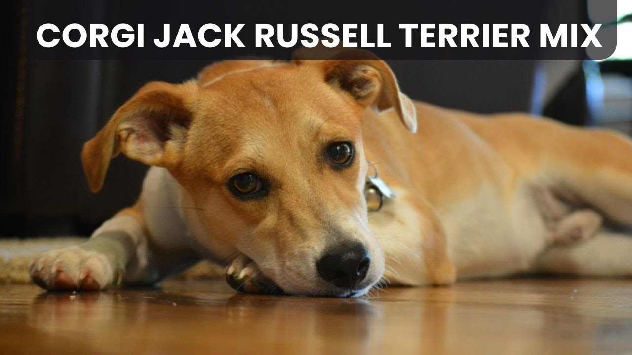 Corgi Jack Russell Terrier Mix AKA Cojack