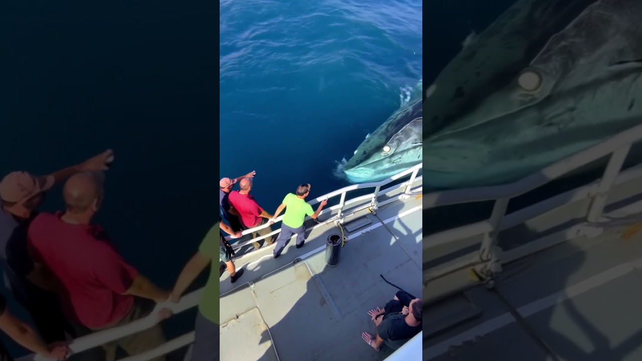 Unidentified creatures of the sea #discovery #travel #nature #mystery #adventure #fyp