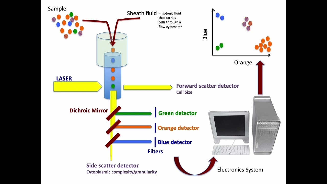 Introduction to Flow