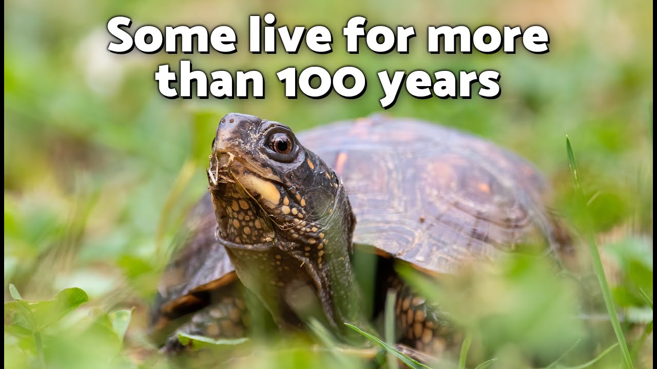 How Long Do TURTLES LIVE? 🐢🌊🌱 | Up to 100+ years! (Sea Turtle and Land Turtle Life Expectancy)