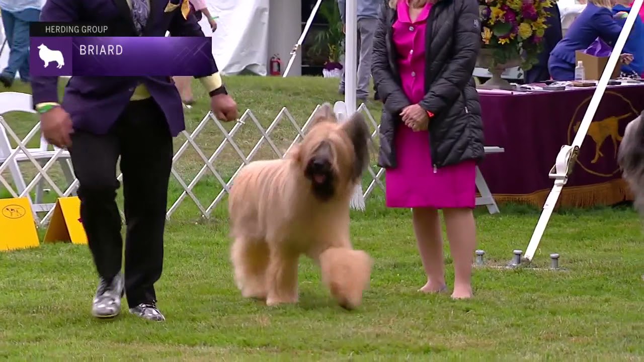 Briards | Breed Judging 2021