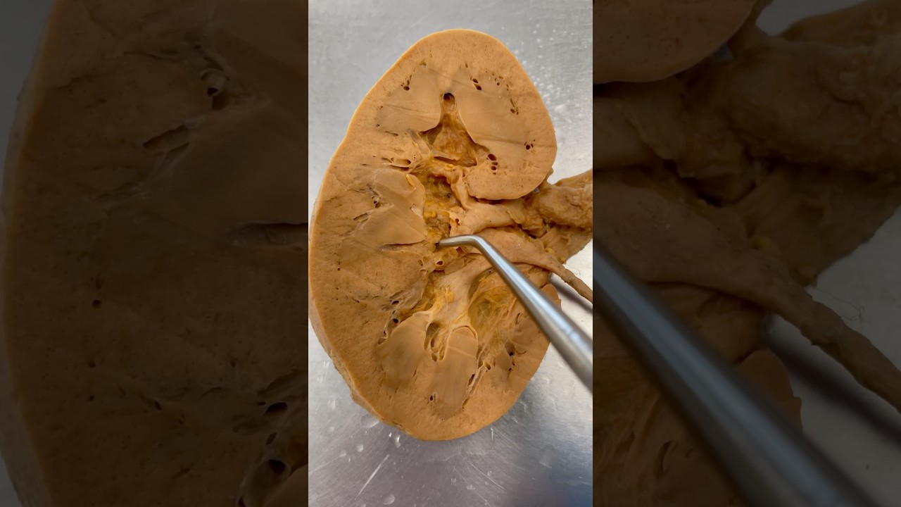 This is How the Kidneys Work