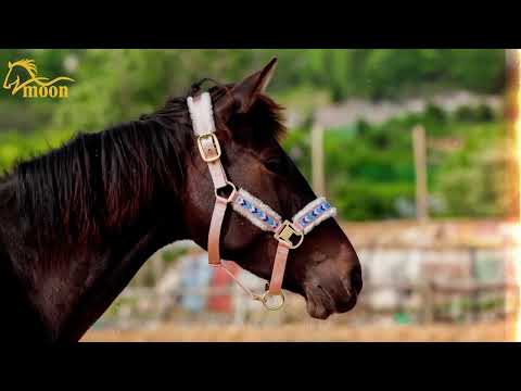 Horse halters for sale #horsehalters #SaddlePads #horseracing