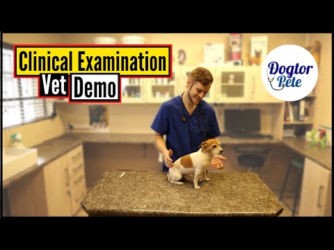 How To Perform A Clinical Exam On Your Dog | Vet Demo