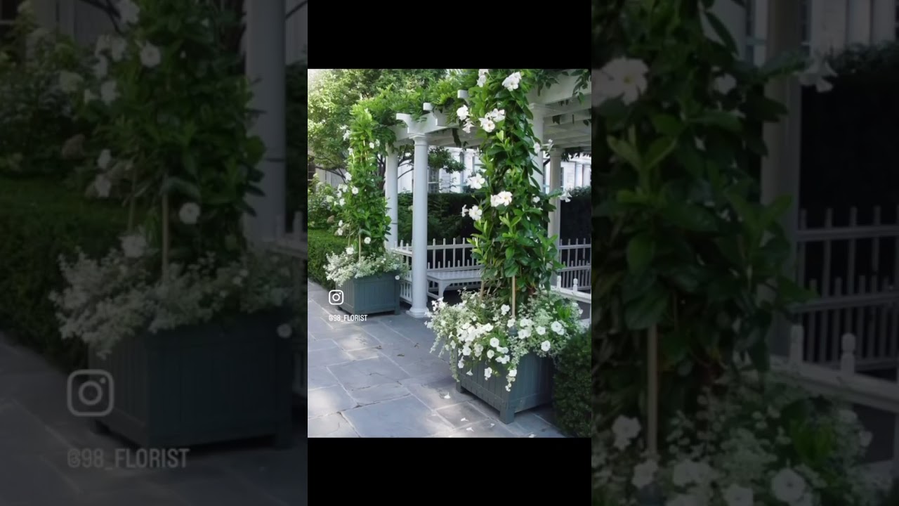 10 jenis tanaman rambat terindah dan menyejukan #fyptiktok #jualtanaman