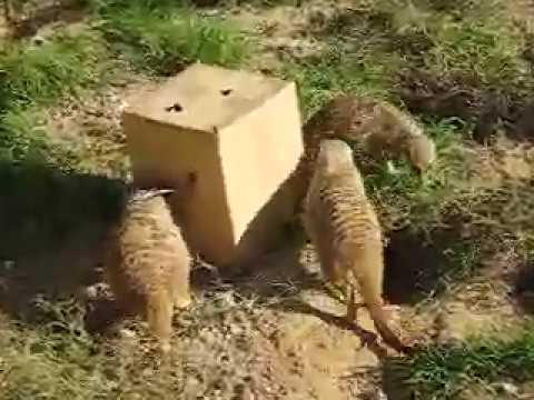 Erdmännchen mit Futterbox