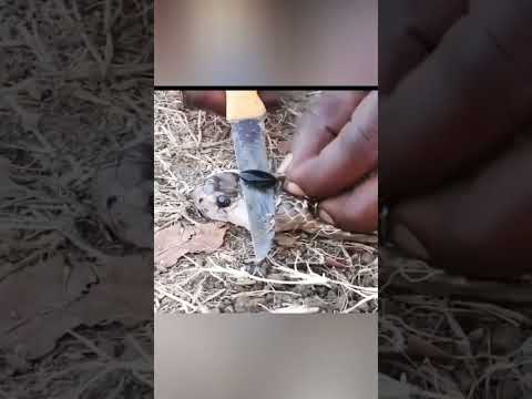 Nagamani scam #viral  #snake #nagamani #scam #animals #trending #shorts #youtubeshorts #ytshorts