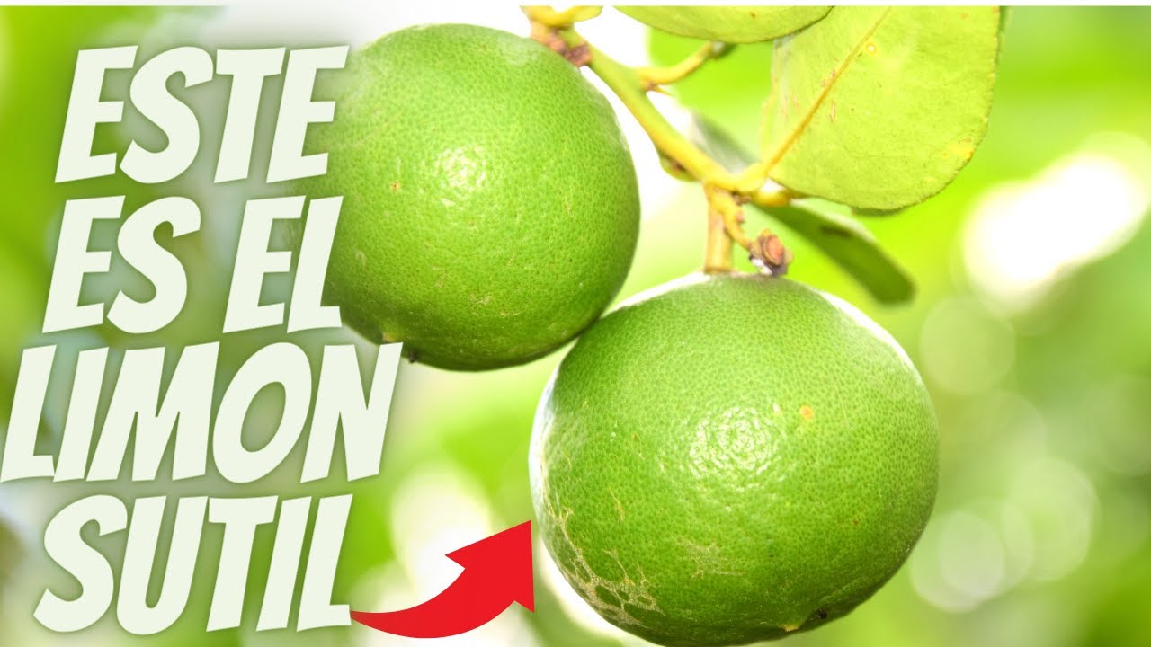 Subtle lemon in production