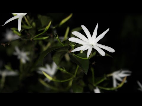 The Enchanting Beauty of Jasmine Flowers: A Blooming Journey