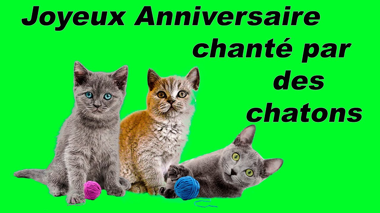 Joyeux Anniversaire chanté par des chats