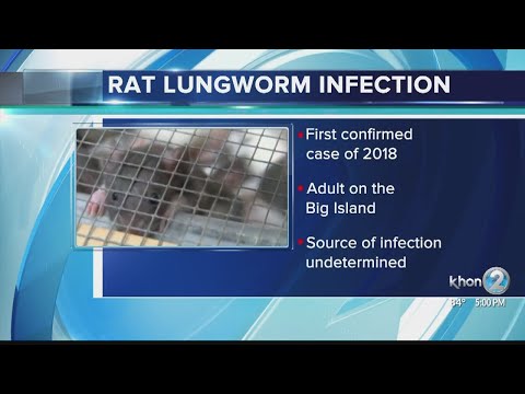 State confirms first case of rat lungworm disease in 2018