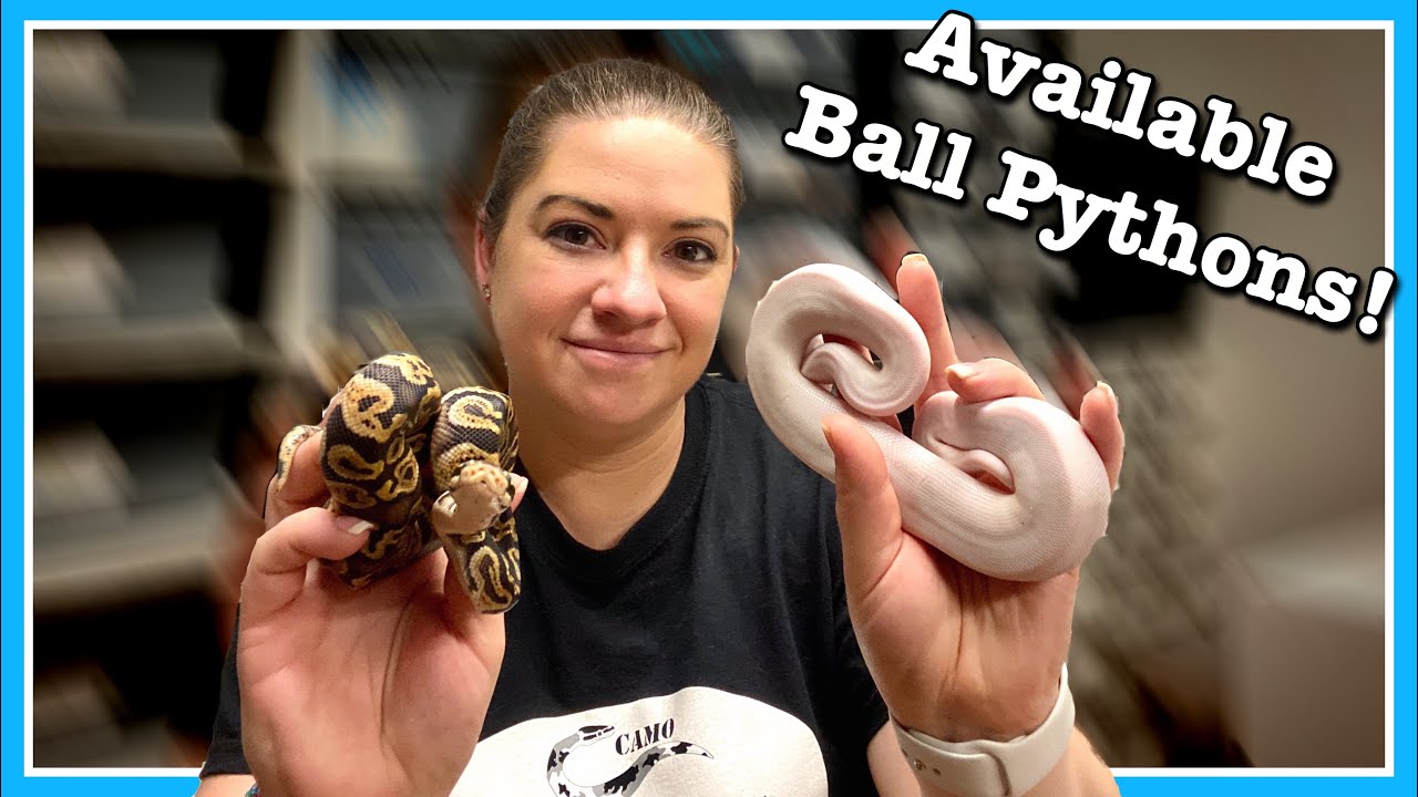 AVAILABLE BALL PYTHONS (August 2020) | Ball Python Breeder | Pet Snakes | MorphMarket