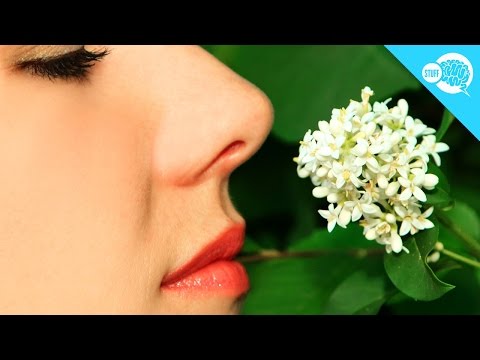 Why Do You Stop Noticing Smells After A While?