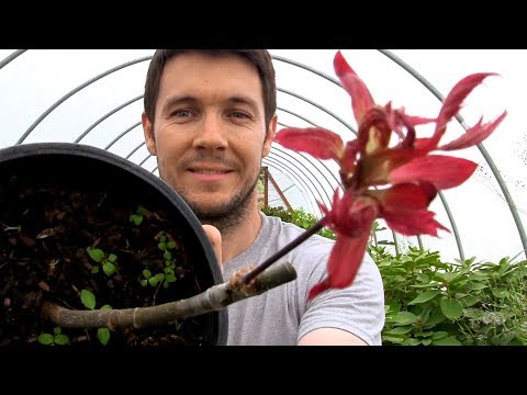 Grafting Red Leaf Japanese Maples | How I Propagate My Bloodgood Variety