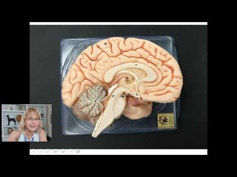 Lab 8 - Nervous system - reflex arc