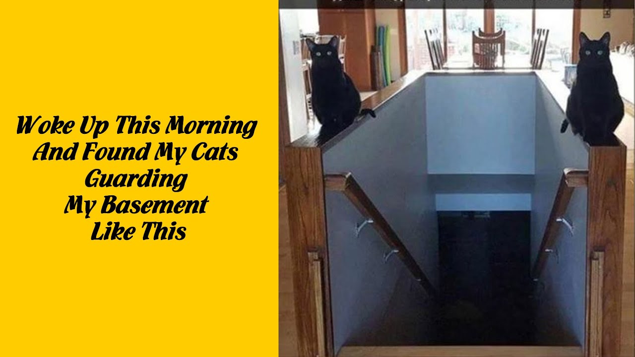 ‘Awkward Animals’ - 50 Pics ‘For Animal Lovers Of All Kinds’