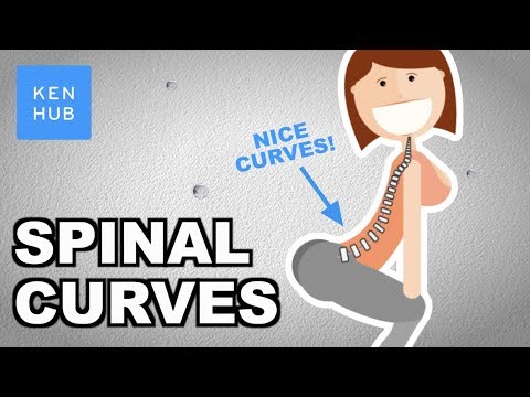 What would happen if your spine had no curves? - Human Anatomy | Kenhub