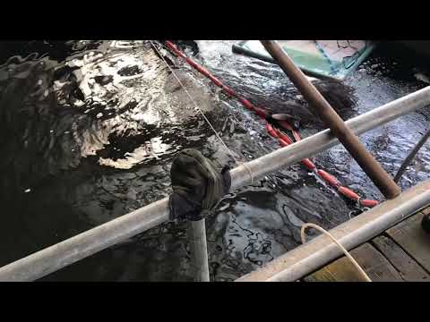 Netting the azukari koi