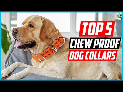 ✅Top 5 Best Chew Proof Dog Collars Reviews in 2024
