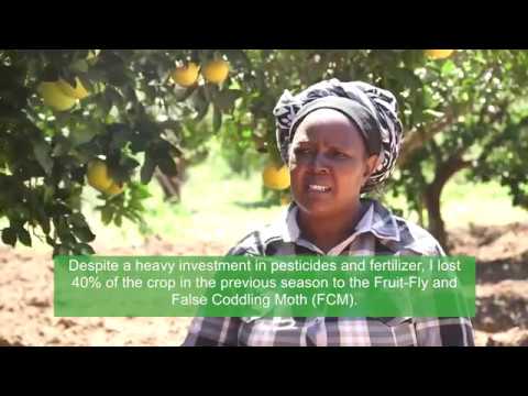 Citrus IPM project Rekindles Hope to Farmers