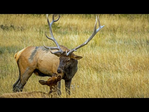 The End of the Elk Rut