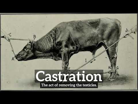 What is Castration? | How Does Castration Look? | How to Say Castration in English?