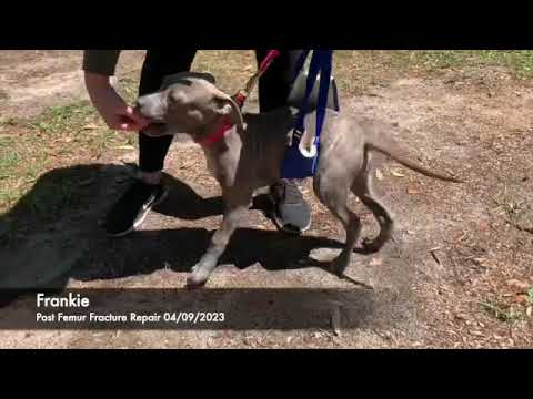 Frankie Recovery Progress 04.09.2023