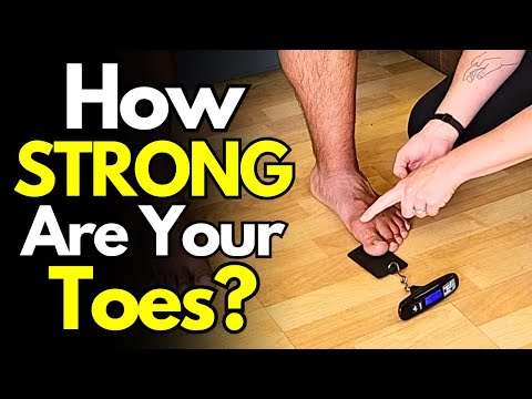 Dynamometer at Best Price in India