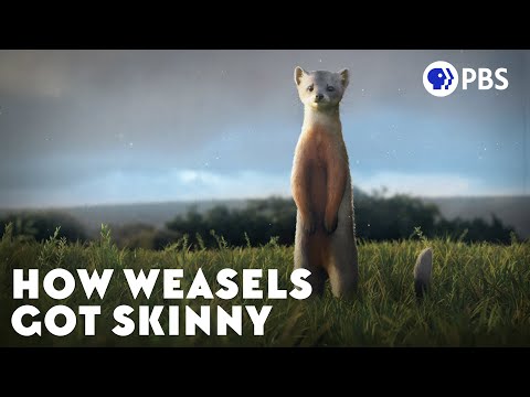 How Weasels Got Skinny