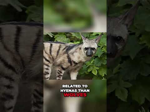 The Aardwolf: Africa's Nocturnal Termite Hunter #animals