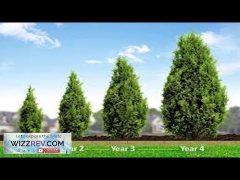 5 Leyland Cypress Tree Starter Plant Landscape Evergreen Bare Root eBay Review