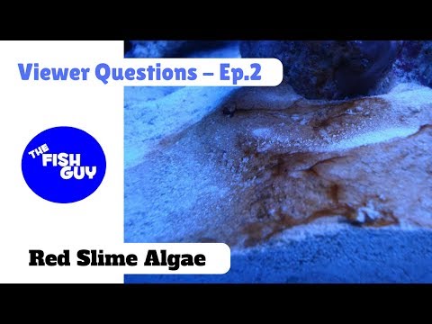 Viewer Questions Ep. 2 - Cyanobacteria: A.K.A. Red Slime Algae